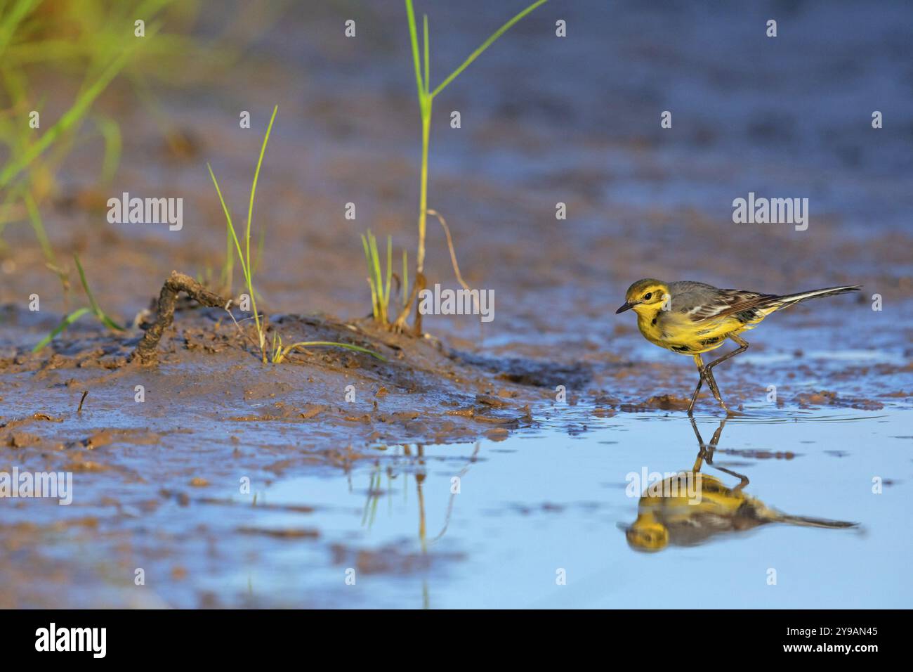 Pipits wagtails family motacillidae hi-res stock photography and images ...