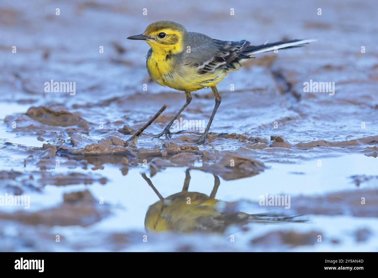 Citrine wagtail, (Motacilla citreola), foraging in a biotope, Middle ...