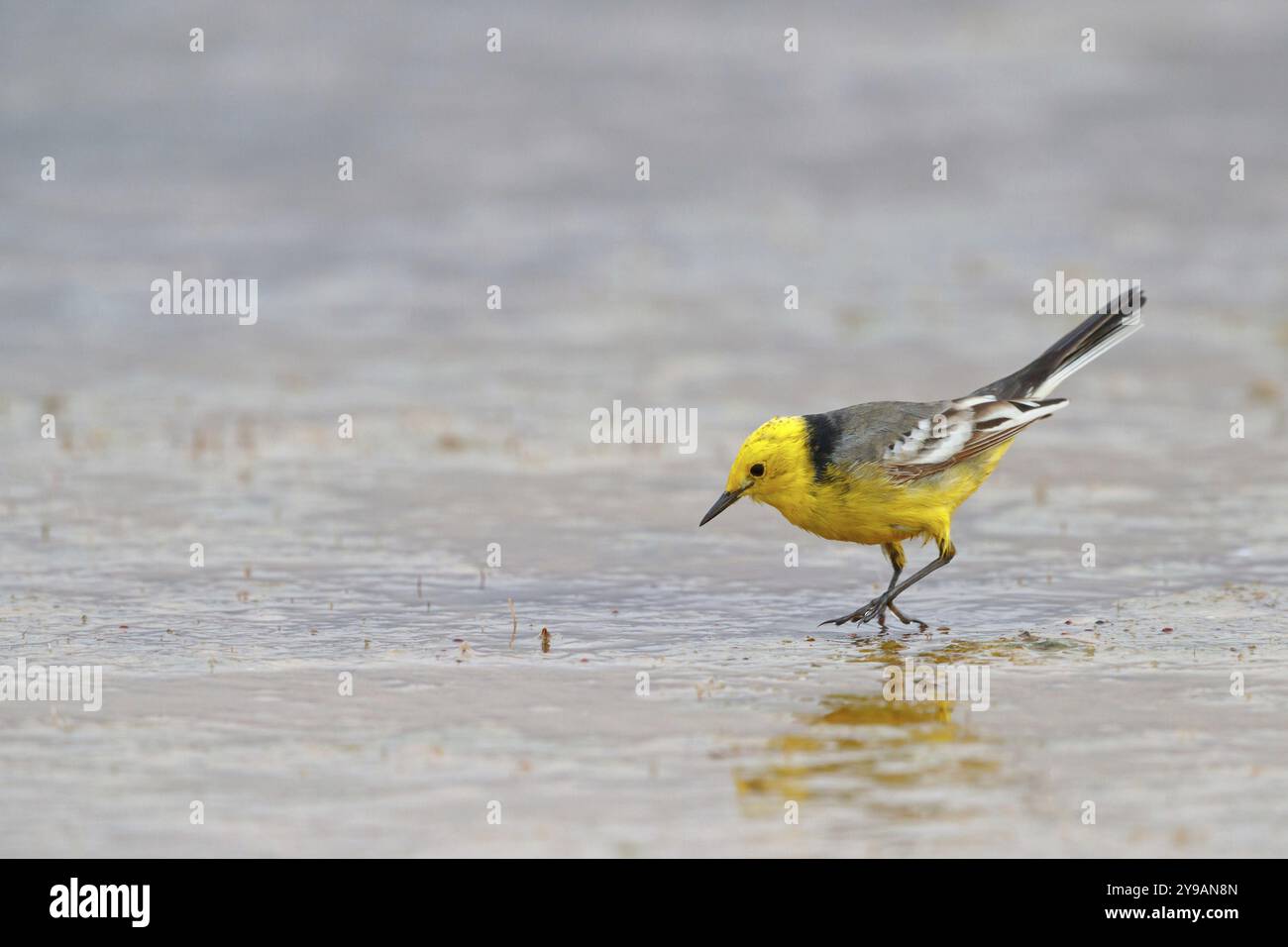Citrine wagtail, (Motacilla citreola), foraging in a biotope, Middle ...