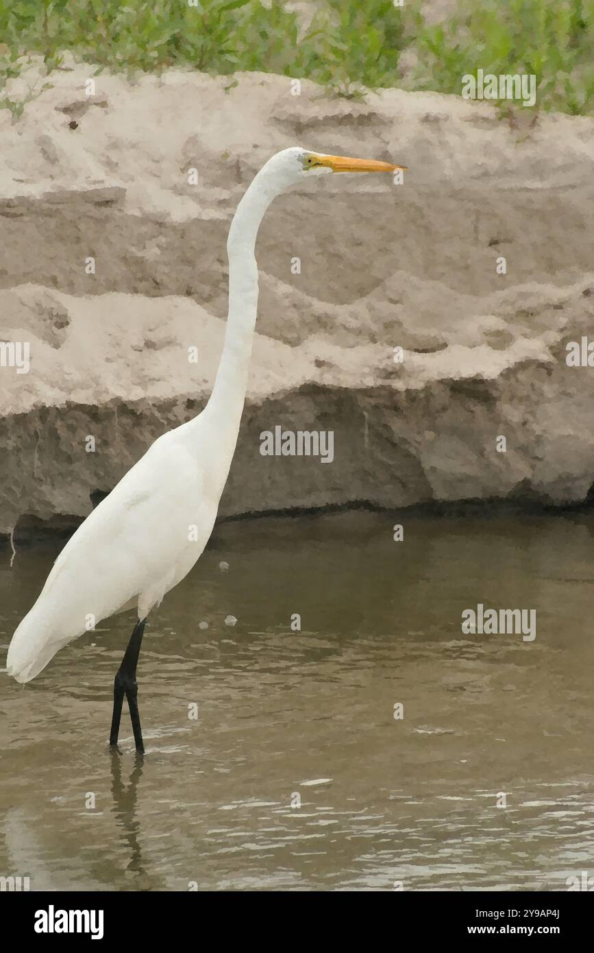 Single white heron wading in water with it beautiful white feathers and ...