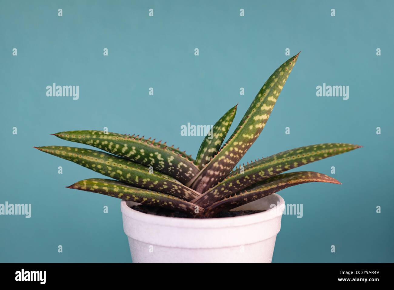 Bredasdorp gasteria carinata evergreen decorative succulent house plant ...