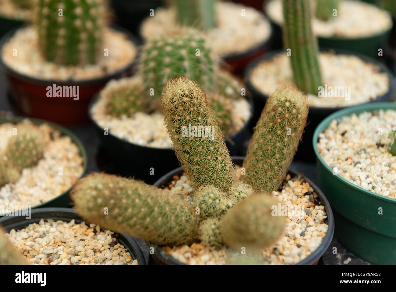 Lady finger cactus mammillaria elongata golden star lace decorative ...