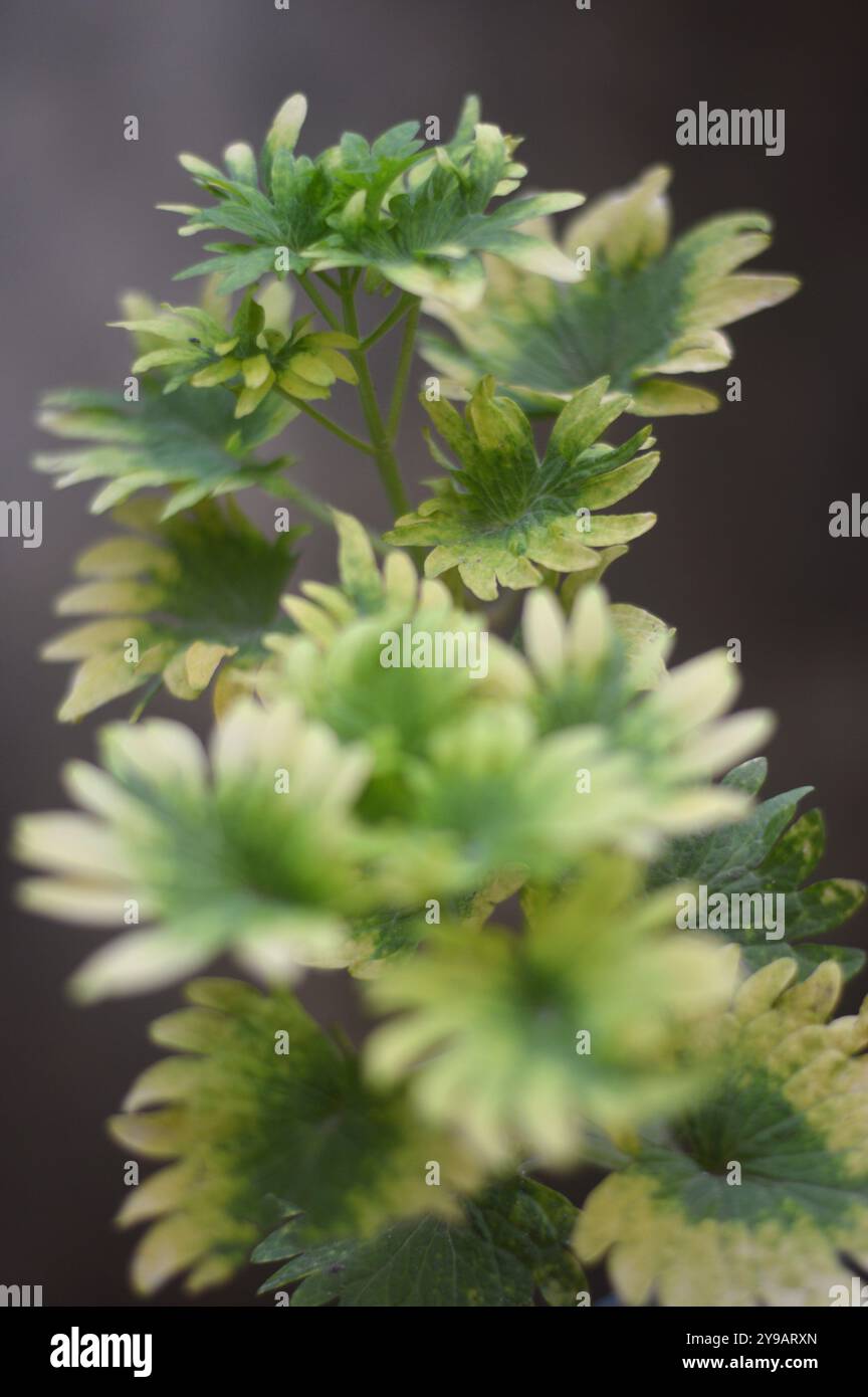 Creeping charlie or ground ivy is a plant of the mint family (Lamiaceae ...