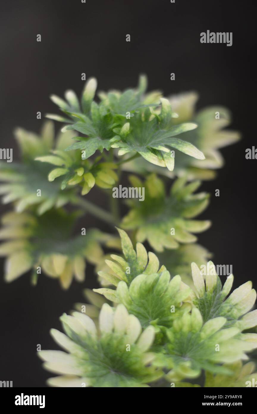 Creeping charlie or ground ivy is a plant of the mint family (Lamiaceae ...