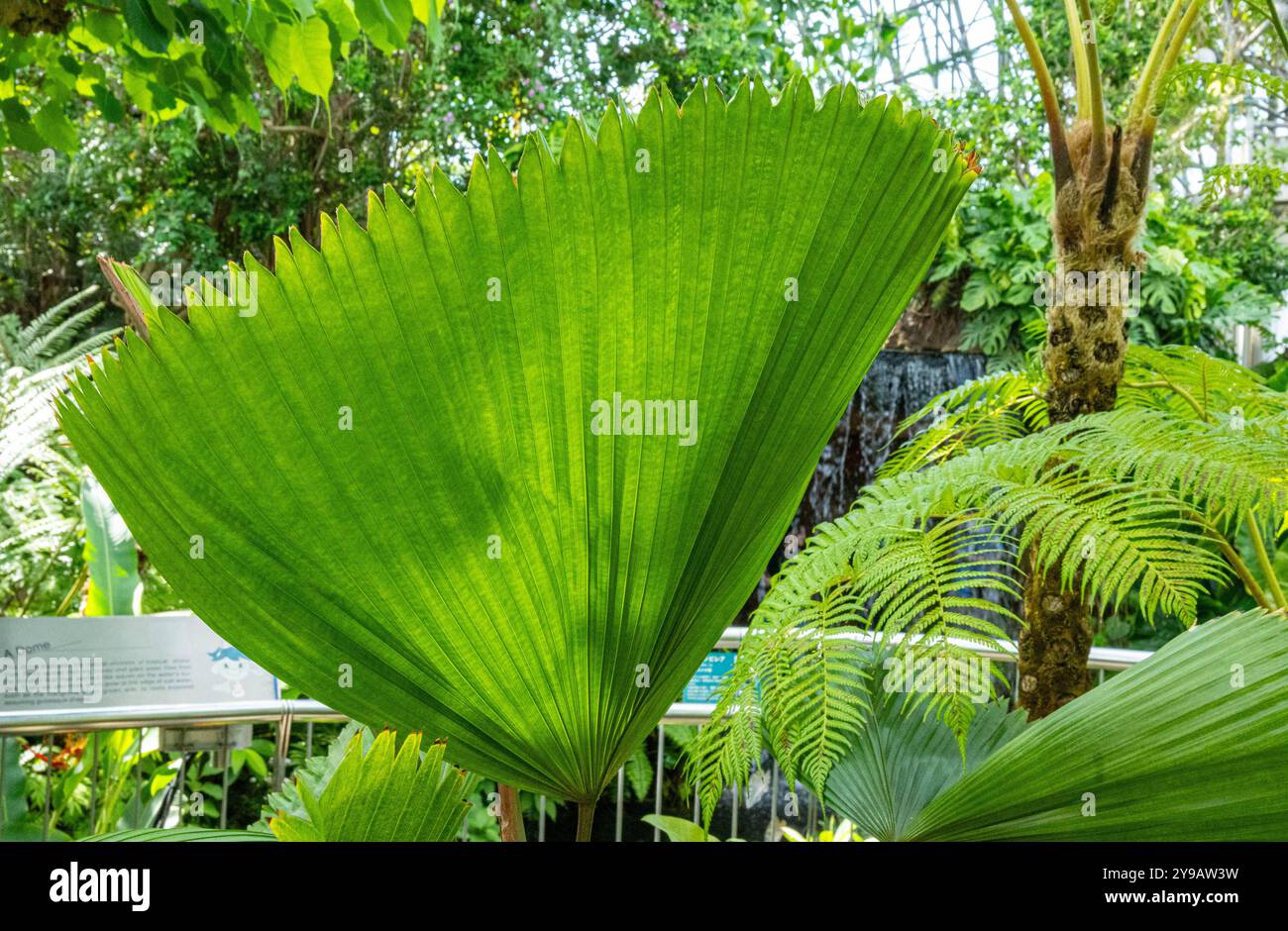 Green leaves, vertical green leaf of a tropical palm tree in the ...