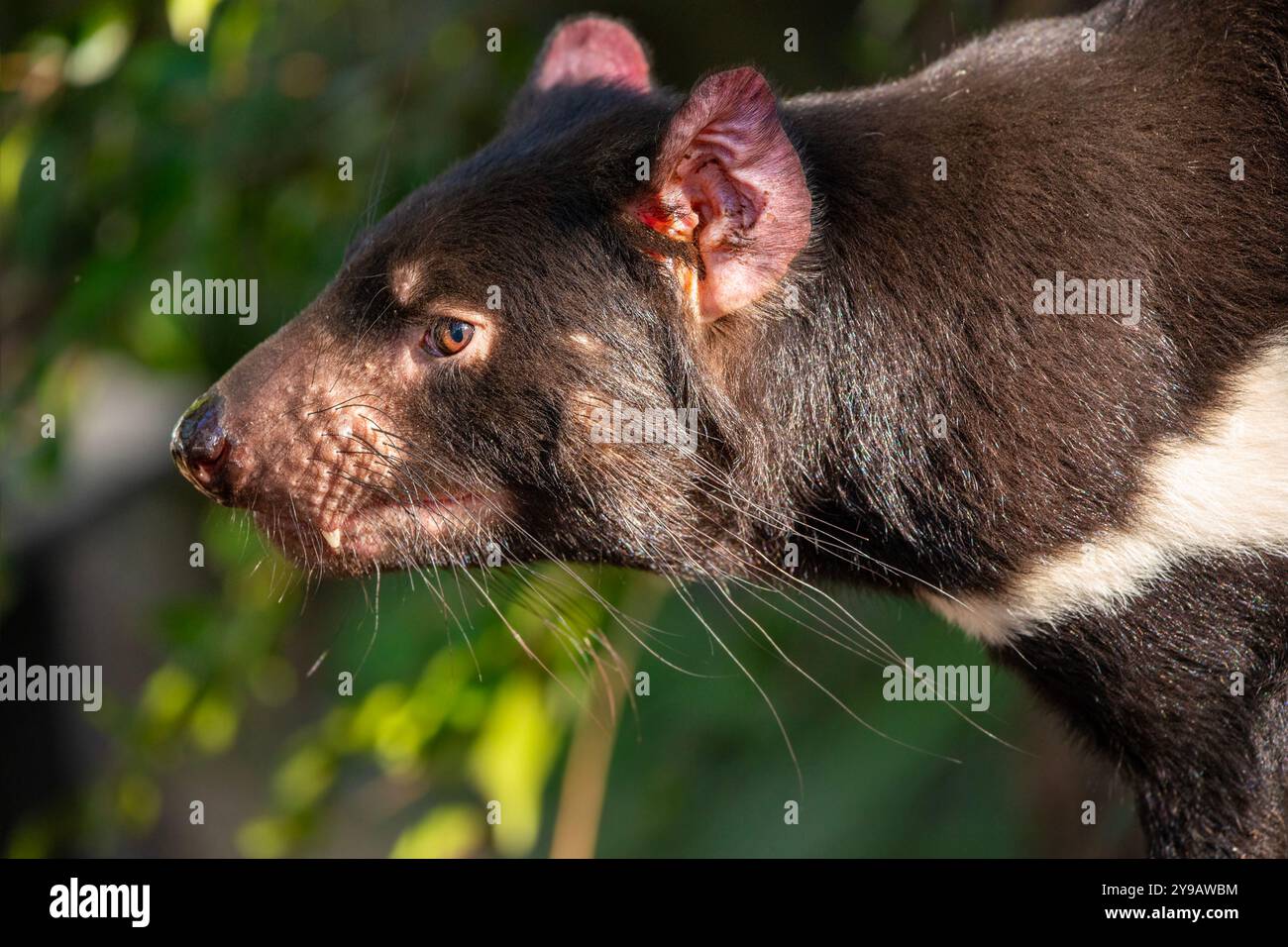 The Tasmanian devil is a carnivorous marsupial of the family Dasyuridae ...