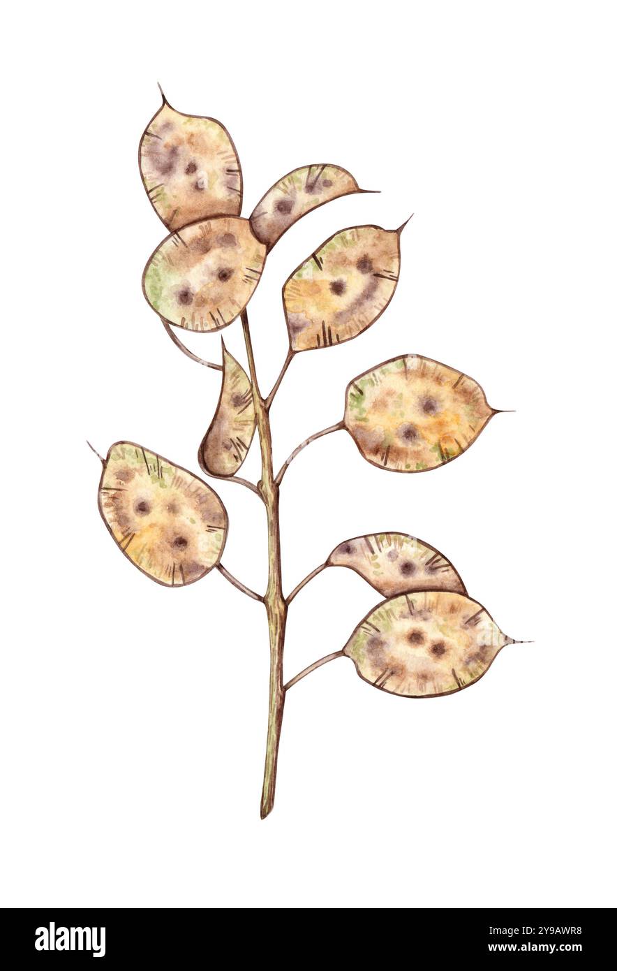 Lunaria beige dried flowers, herbarium watercolor illustration. Dry ...