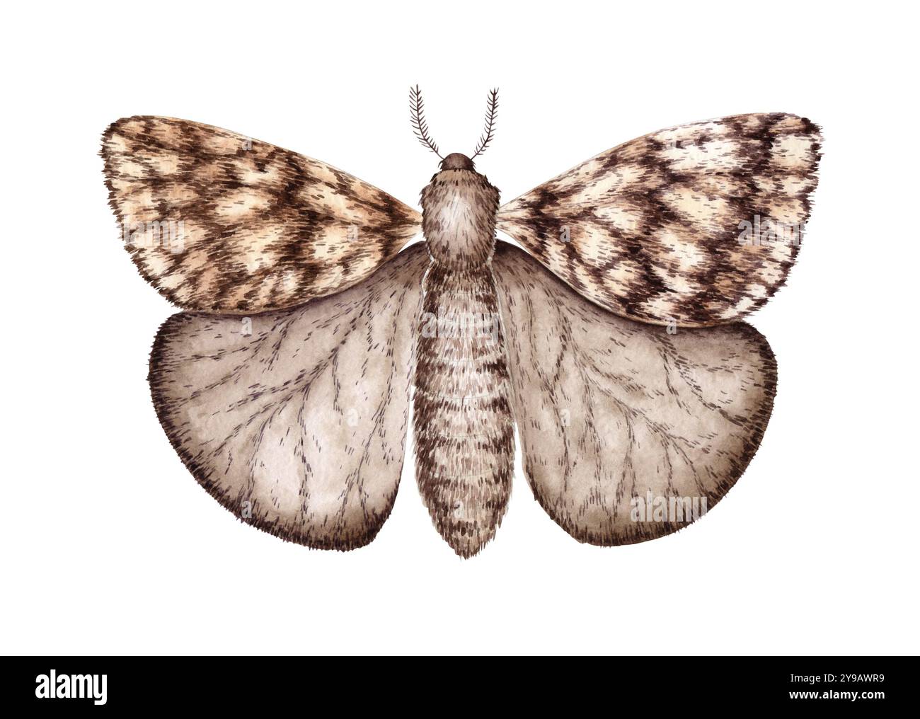 Moth with spread gray-brown wings, watercolor illustration. Lepidoptera ...