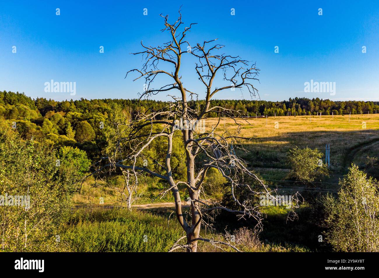 Dried dead tree with branches sticking out in all directions Stock ...