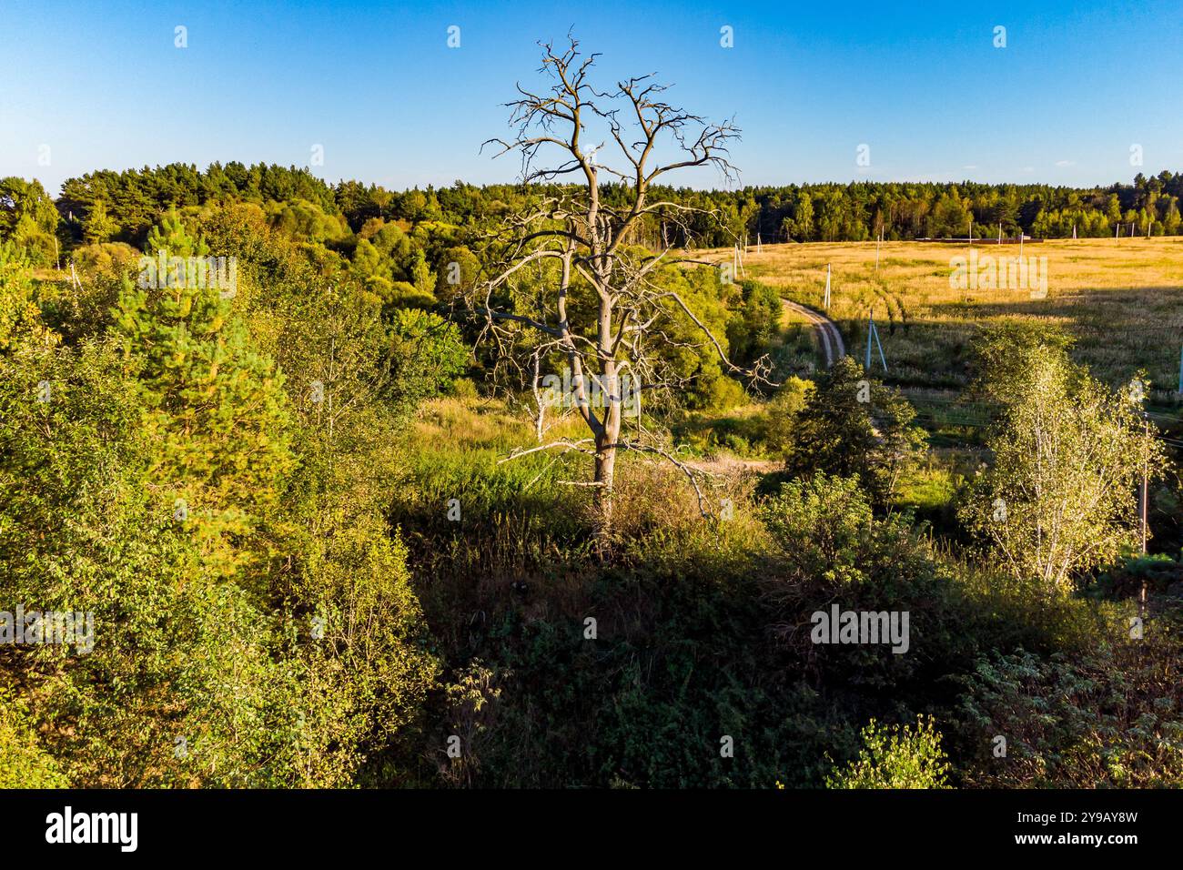 Dried dead tree with branches sticking out in all directions Stock ...