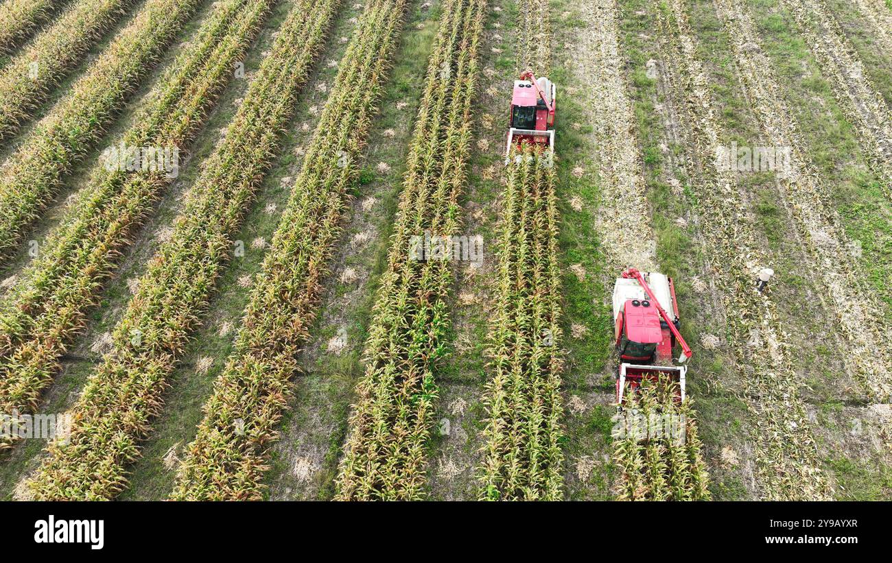 SUQIAN, CHINA - OCTOBER 10, 2024 - Farmers drive harvesters to harvest ...