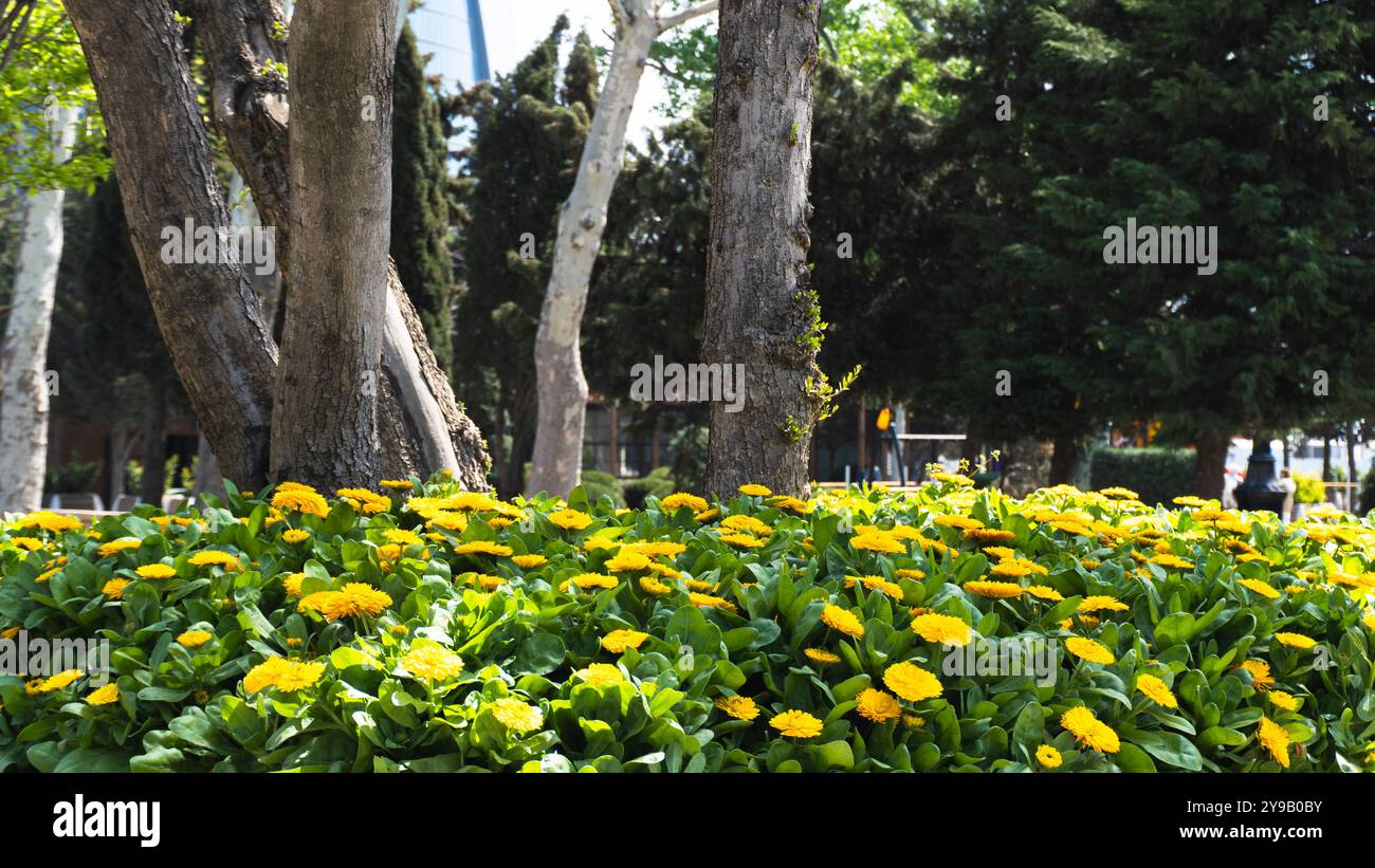 Welcome, Spring! Baku, Azerbaijan Stock Photo - Alamy