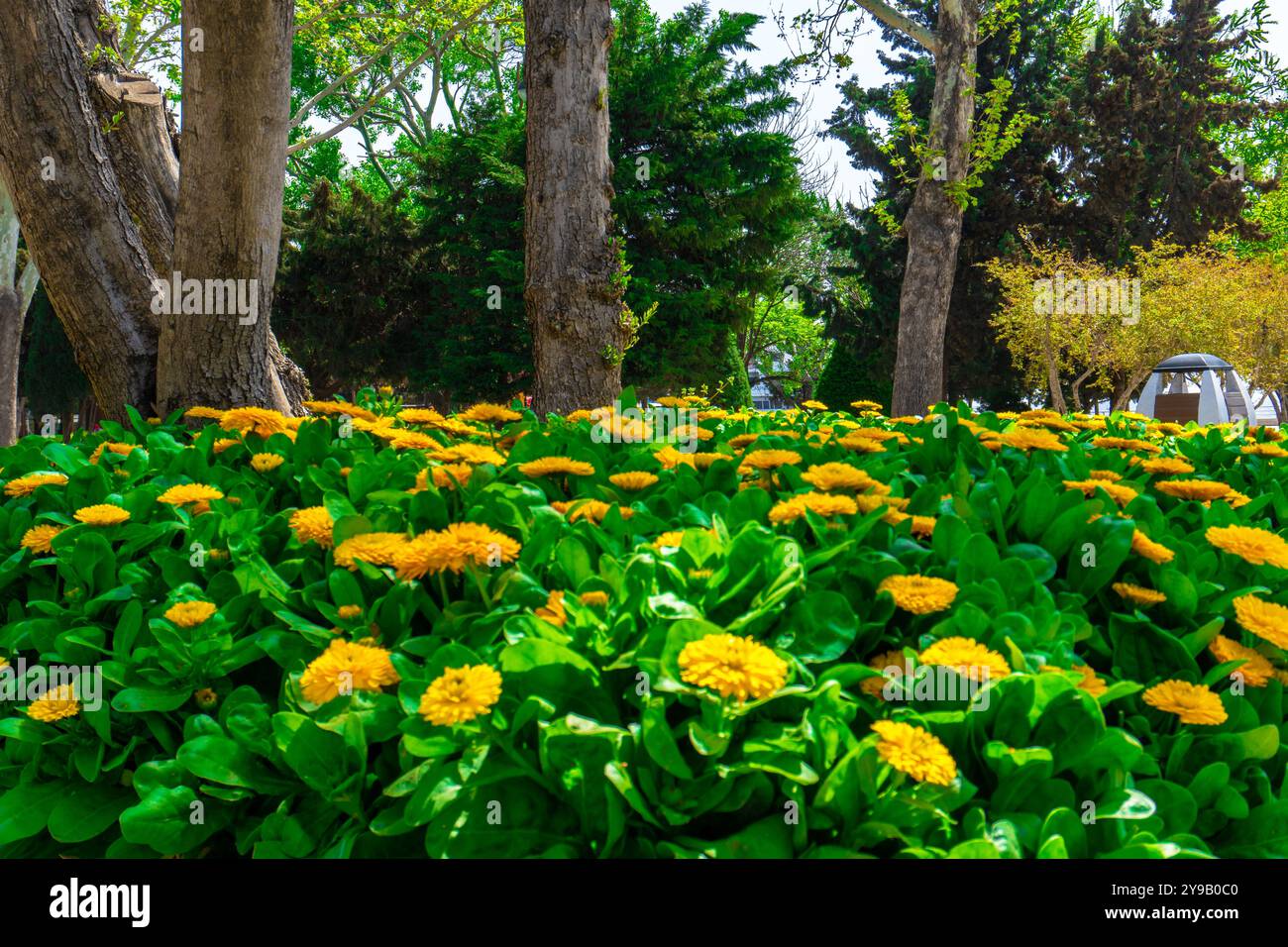 Welcome, Spring! Baku, Azerbaijan Stock Photo - Alamy