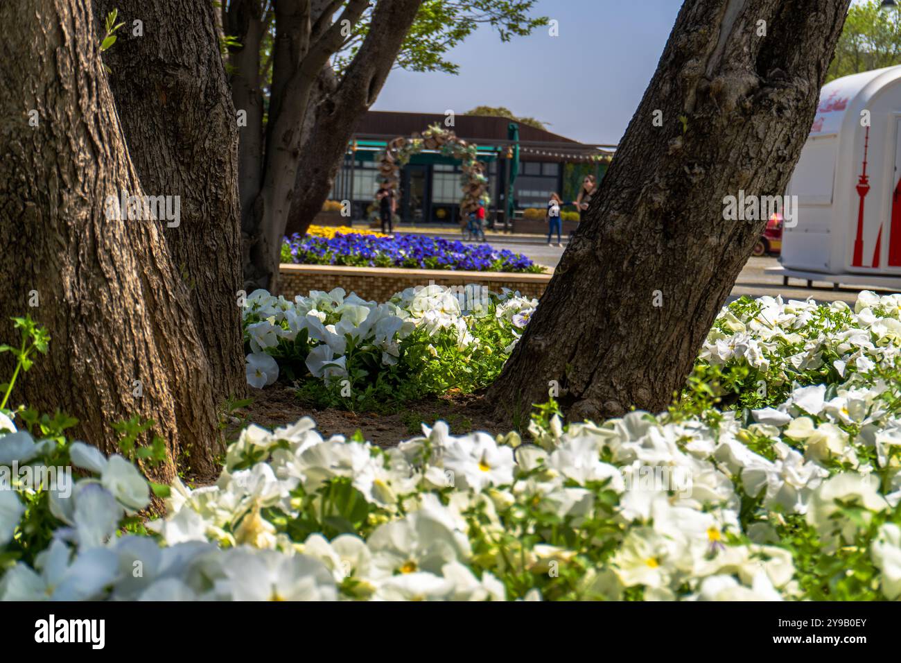 Welcome, Spring! Baku, Azerbaijan Stock Photo - Alamy