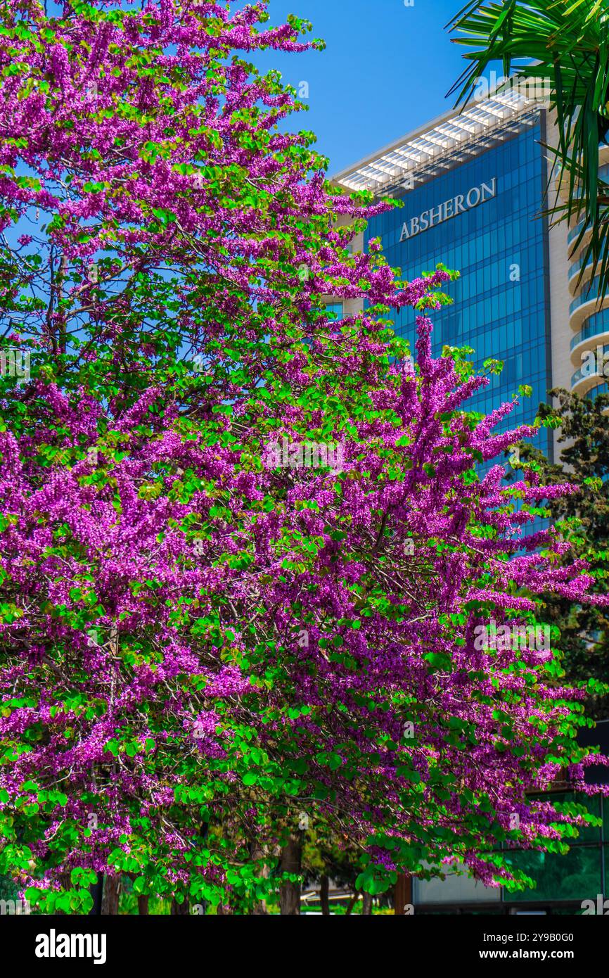 Welcome, Spring! Baku, Azerbaijan Stock Photo - Alamy