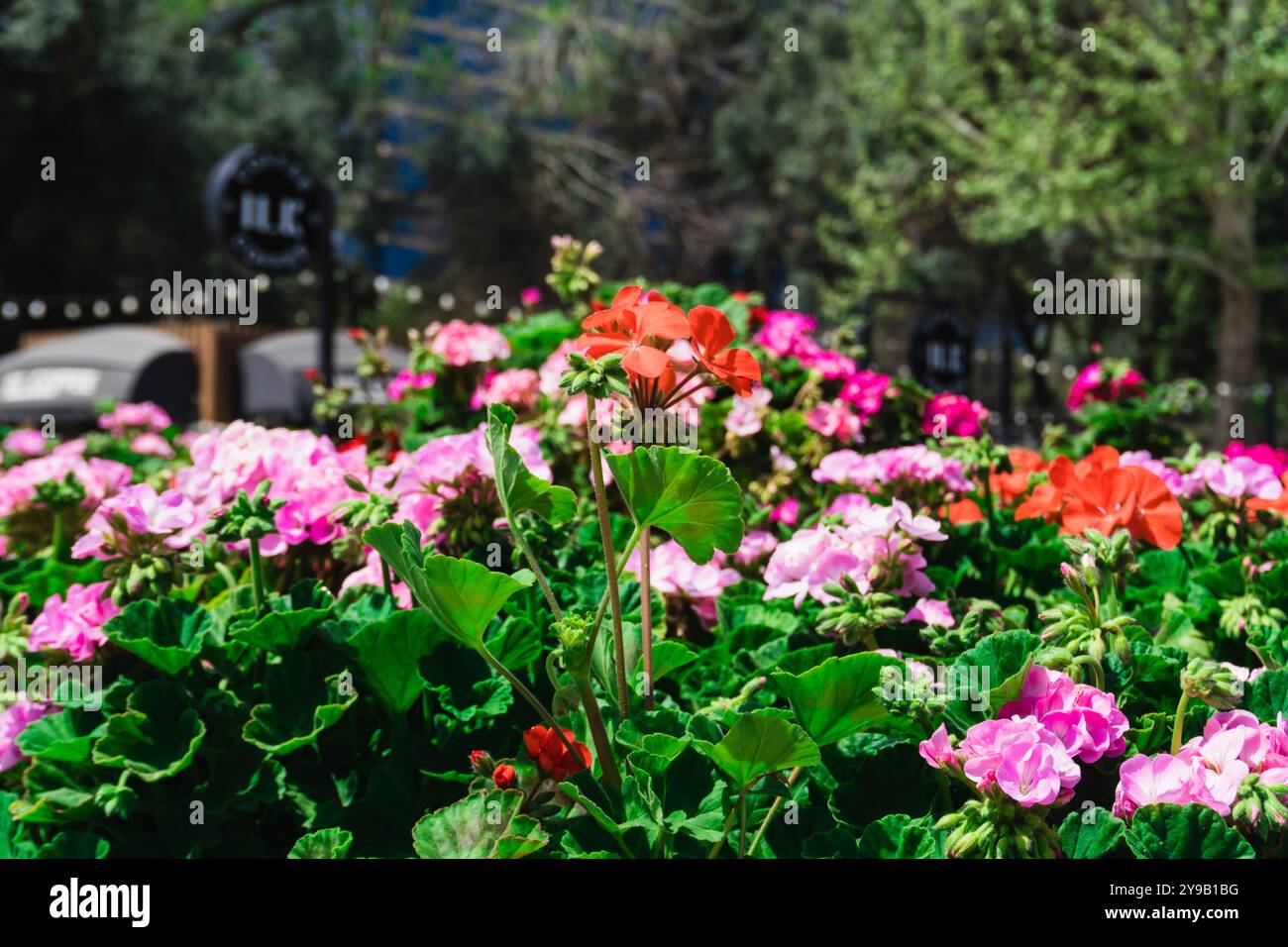 Welcome, Spring! Baku, Azerbaijan Stock Photo - Alamy