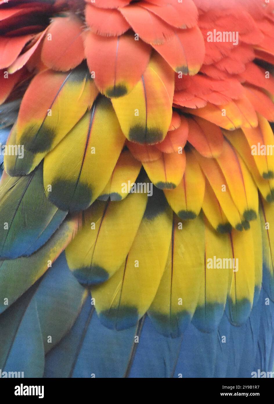 Macro photograph of the multi-colored feathers of a Scarlet Macaw ...