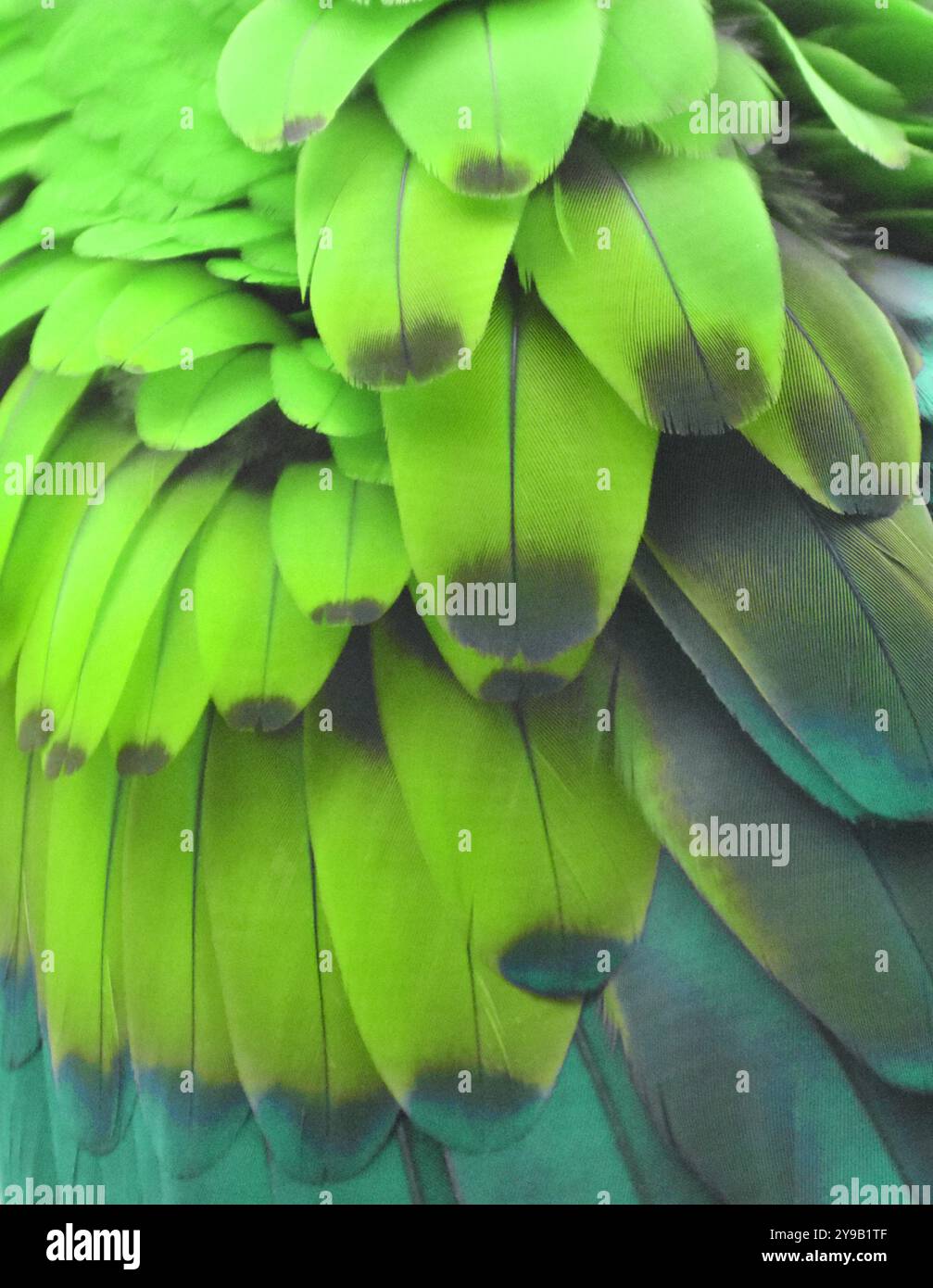 Macro photograph of the green-colored feathers of a Macaw (parrot Stock ...