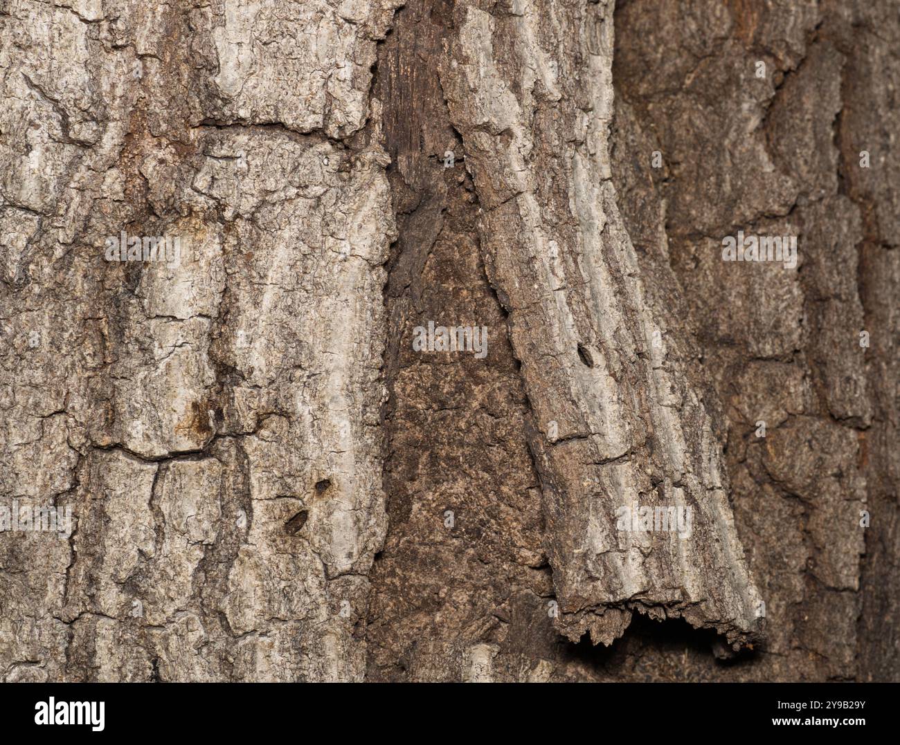 Termite and bark gnawing beetle damage oak tree bark insect pest ...