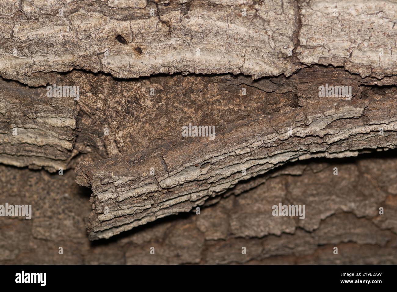 Termite and bark gnawing beetle damage oak tree bark insect pest ...