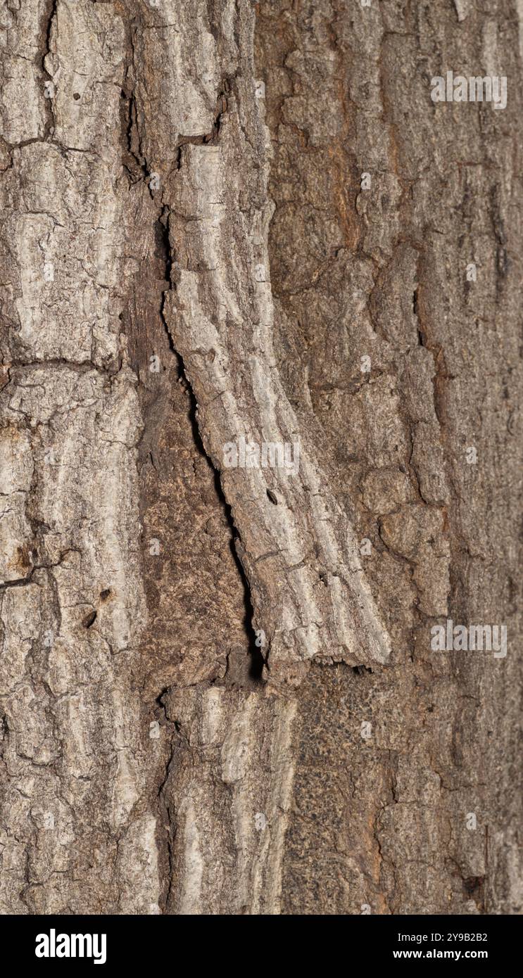 Termite and bark gnawing beetle damage oak tree bark insect pest ...