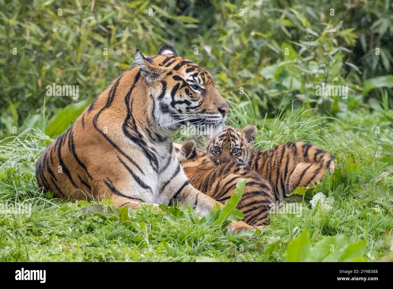 Rare Sumatran tiger cub TWINS Alif and Raya, born at Chester Zoo in ...