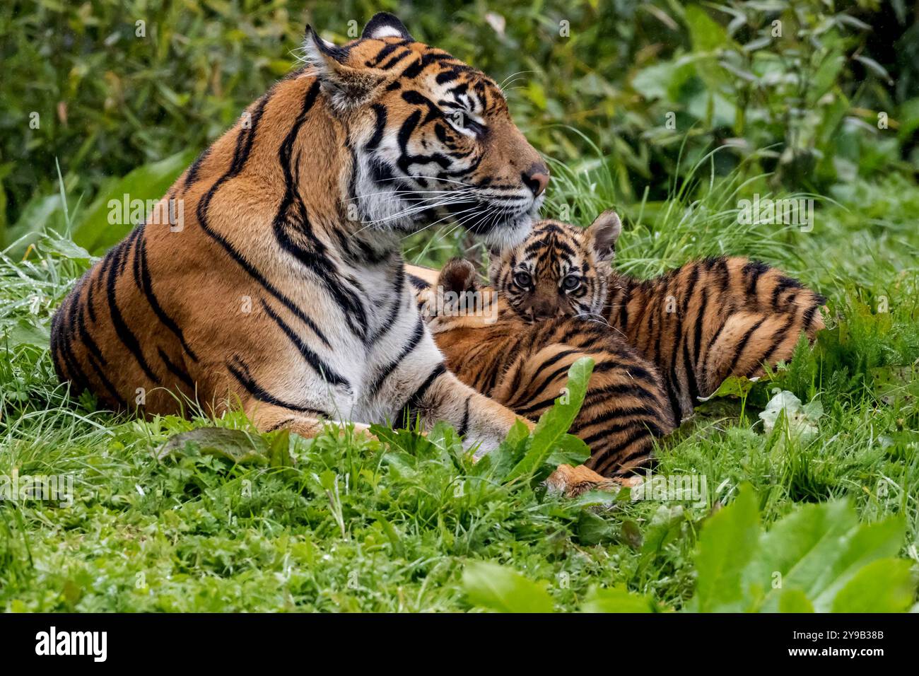 Rare Sumatran tiger cub TWINS Alif and Raya, born at Chester Zoo in ...