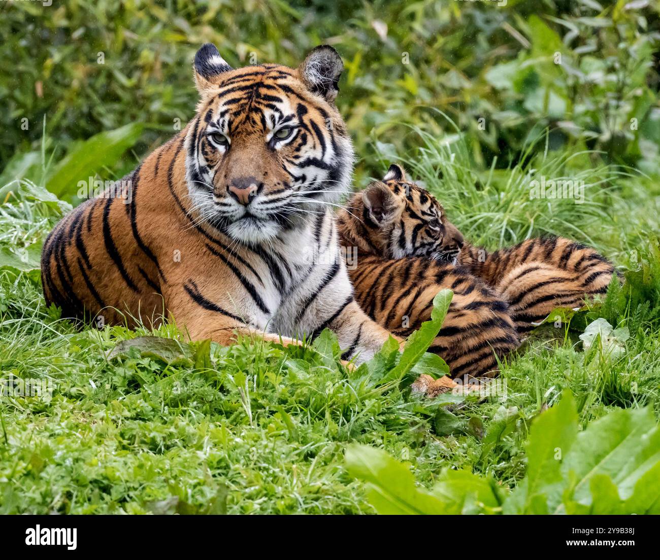 Rare Sumatran tiger cub TWINS Alif and Raya, born at Chester Zoo in ...