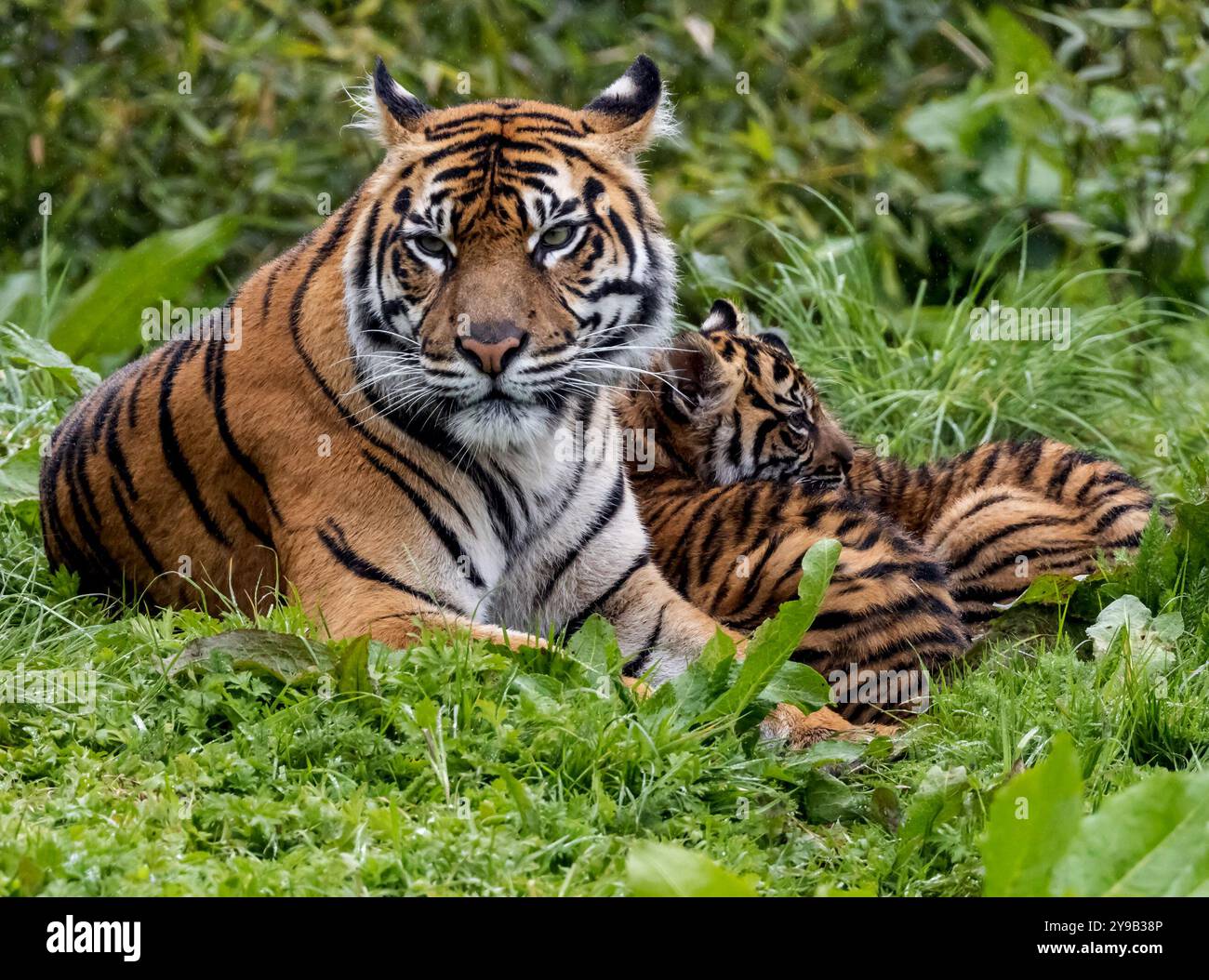 Rare Sumatran tiger cub TWINS Alif and Raya, born at Chester Zoo in ...