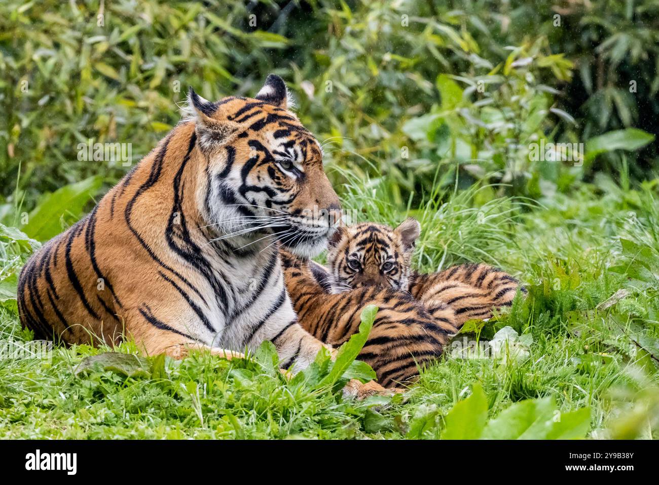 Rare Sumatran tiger cub TWINS Alif and Raya, born at Chester Zoo in ...