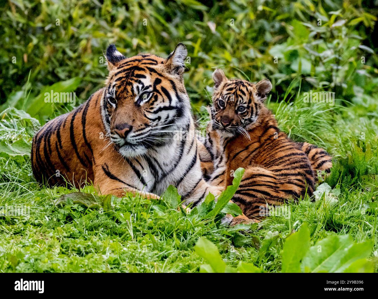 Rare Sumatran tiger cub TWINS Alif and Raya, born at Chester Zoo in ...