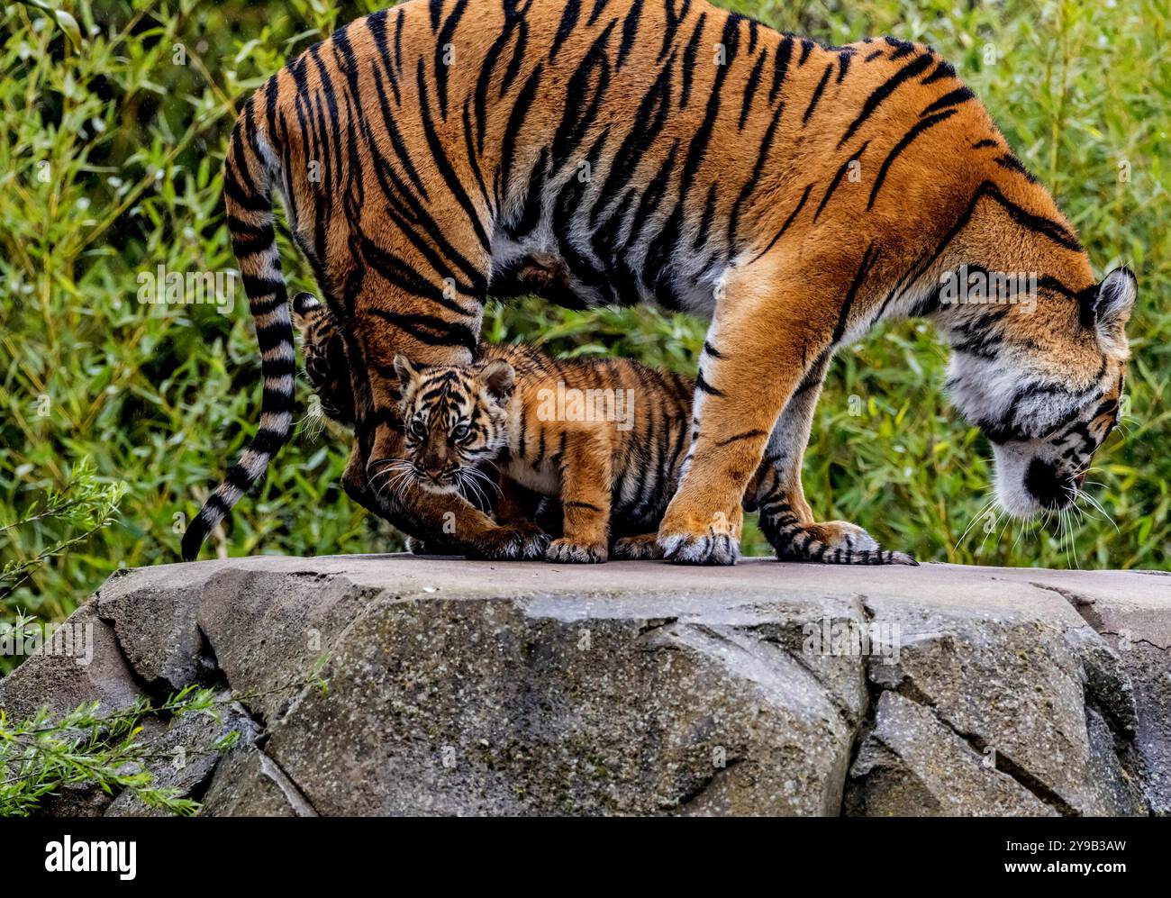 Rare Sumatran tiger cub TWINS Alif and Raya, born at Chester Zoo in ...