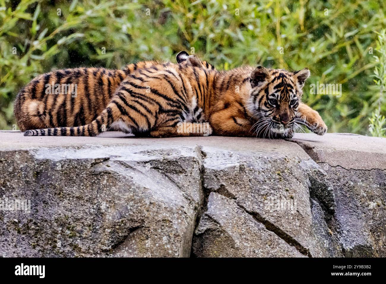 Rare Sumatran tiger cub TWINS Alif and Raya, born at Chester Zoo in ...
