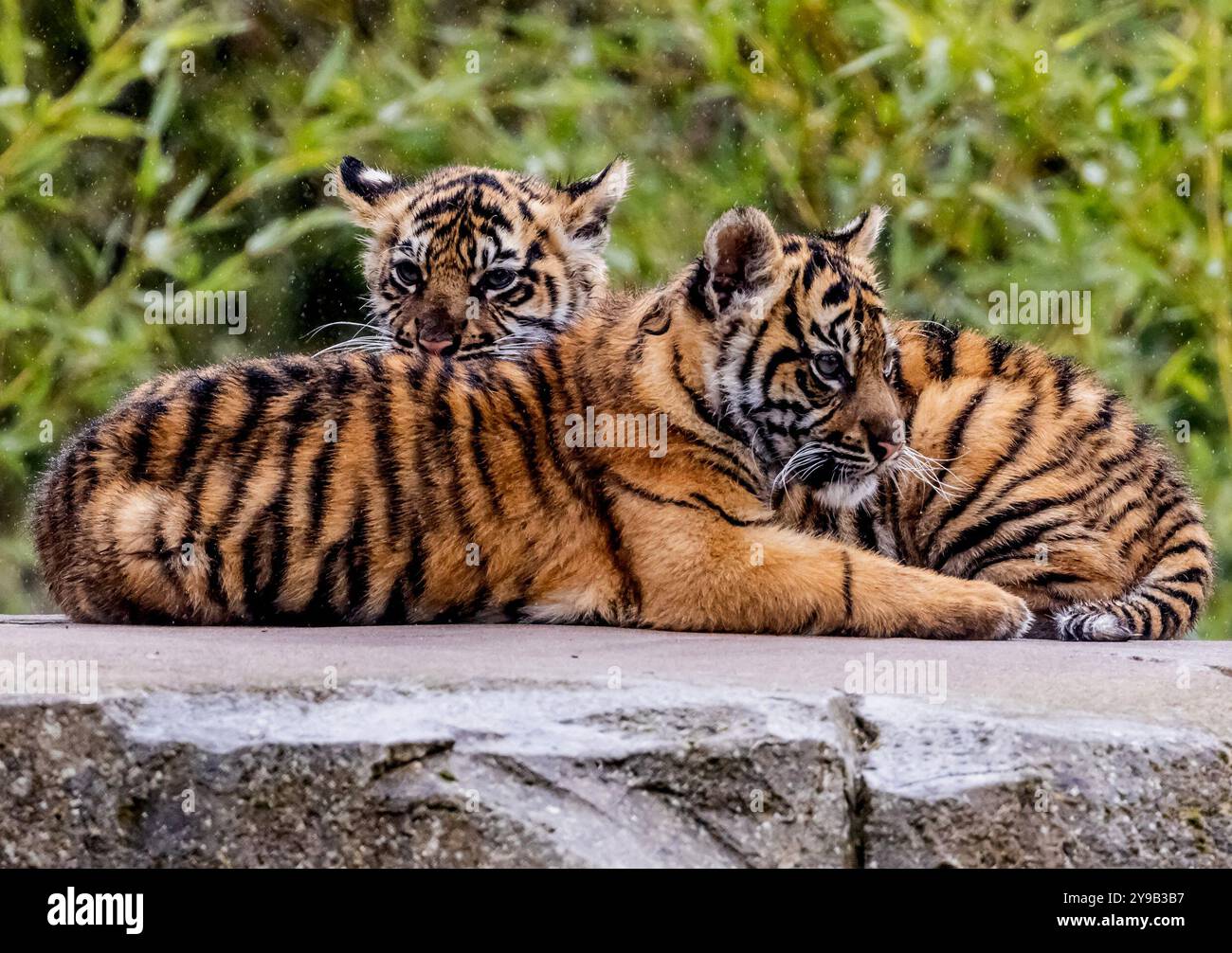 Rare Sumatran tiger cub TWINS Alif and Raya, born at Chester Zoo in ...