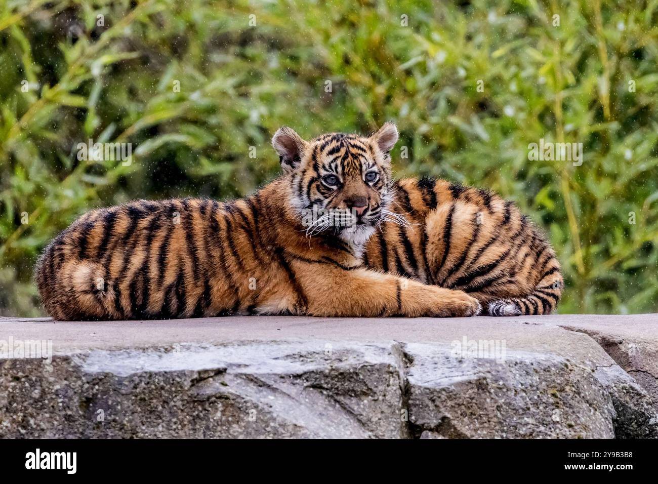 Rare Sumatran tiger cub TWINS Alif and Raya, born at Chester Zoo in ...