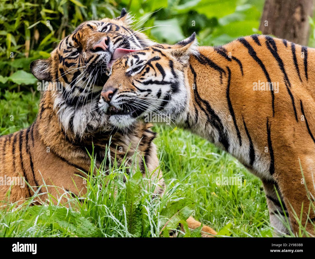 Sumatran tiger at Chester Zoo 16th april 2023 photo by chris wynne ...