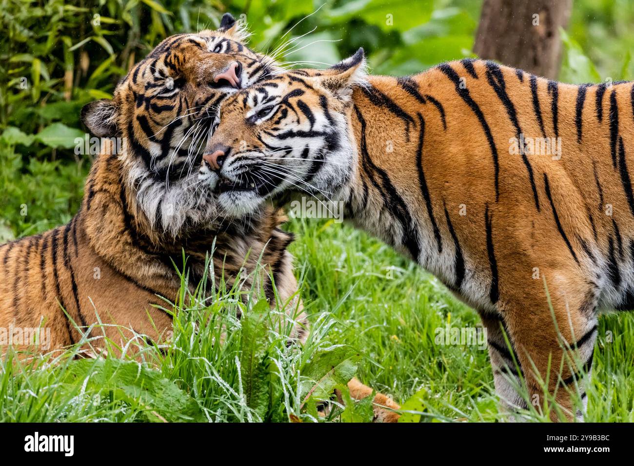 Sumatran tiger at Chester Zoo 16th april 2023 photo by chris wynne ...