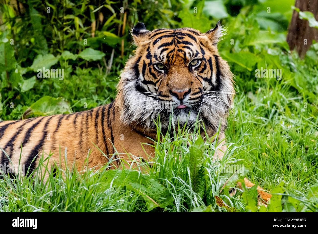 Sumatran tiger at Chester Zoo 16th april 2023 photo by chris wynne ...