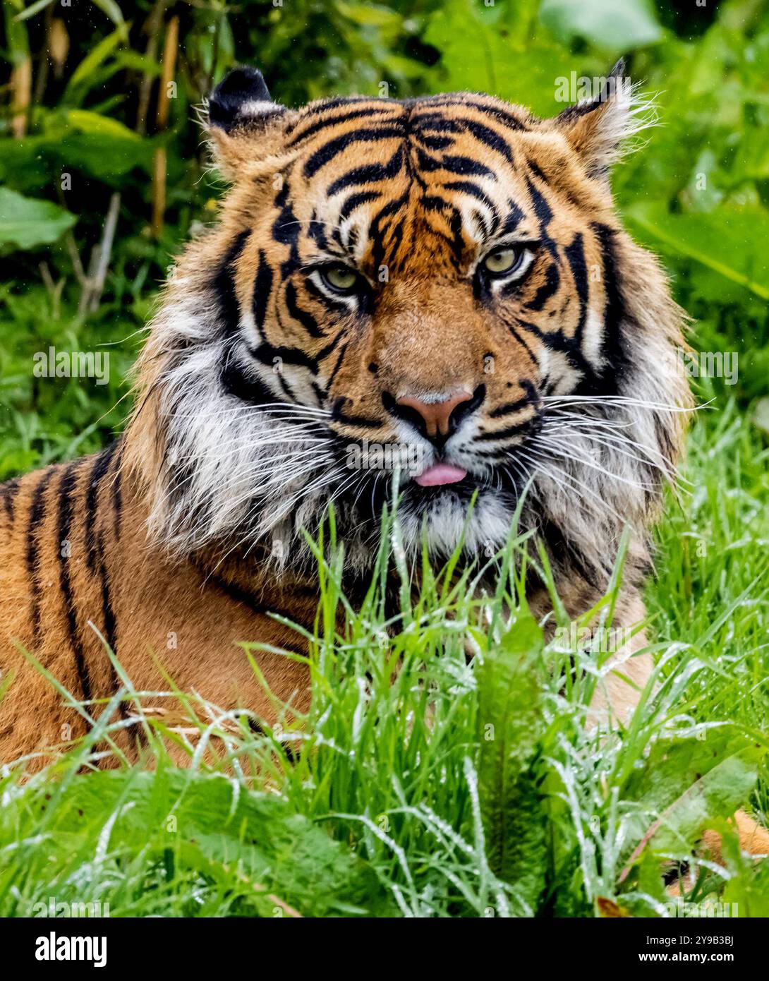 Sumatran tiger at Chester Zoo 16th april 2023 photo by chris wynne ...