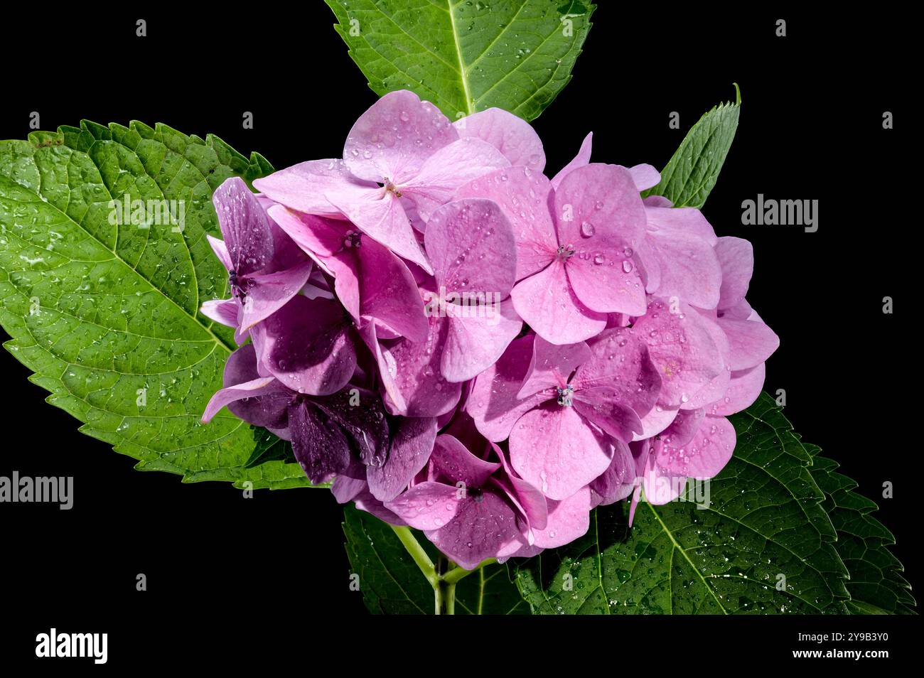 Beautiful Blooming Pink hydrangea early rose isolated on a black ...