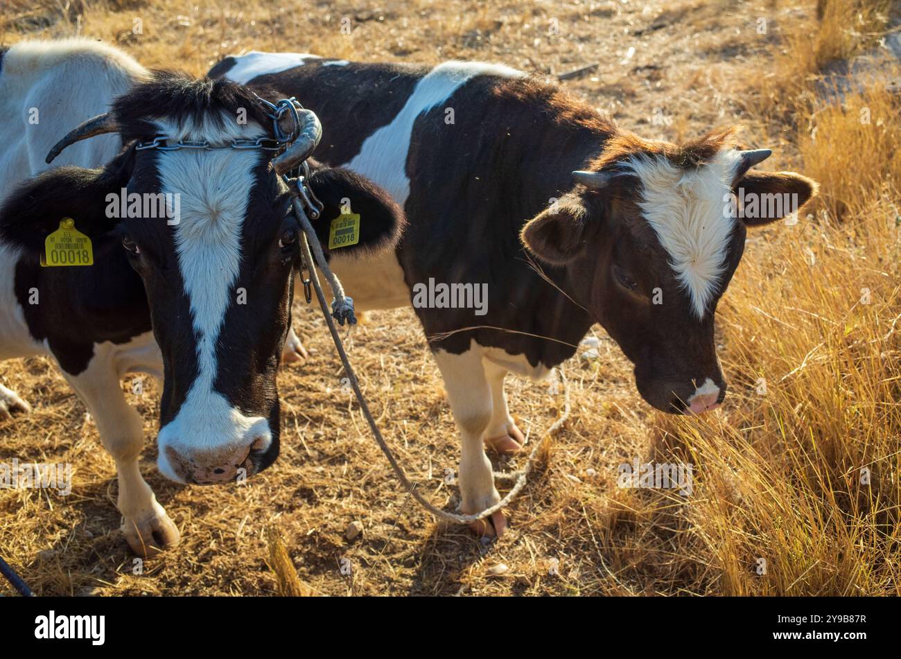 Young cows tied rope hi-res stock photography and images - Alamy