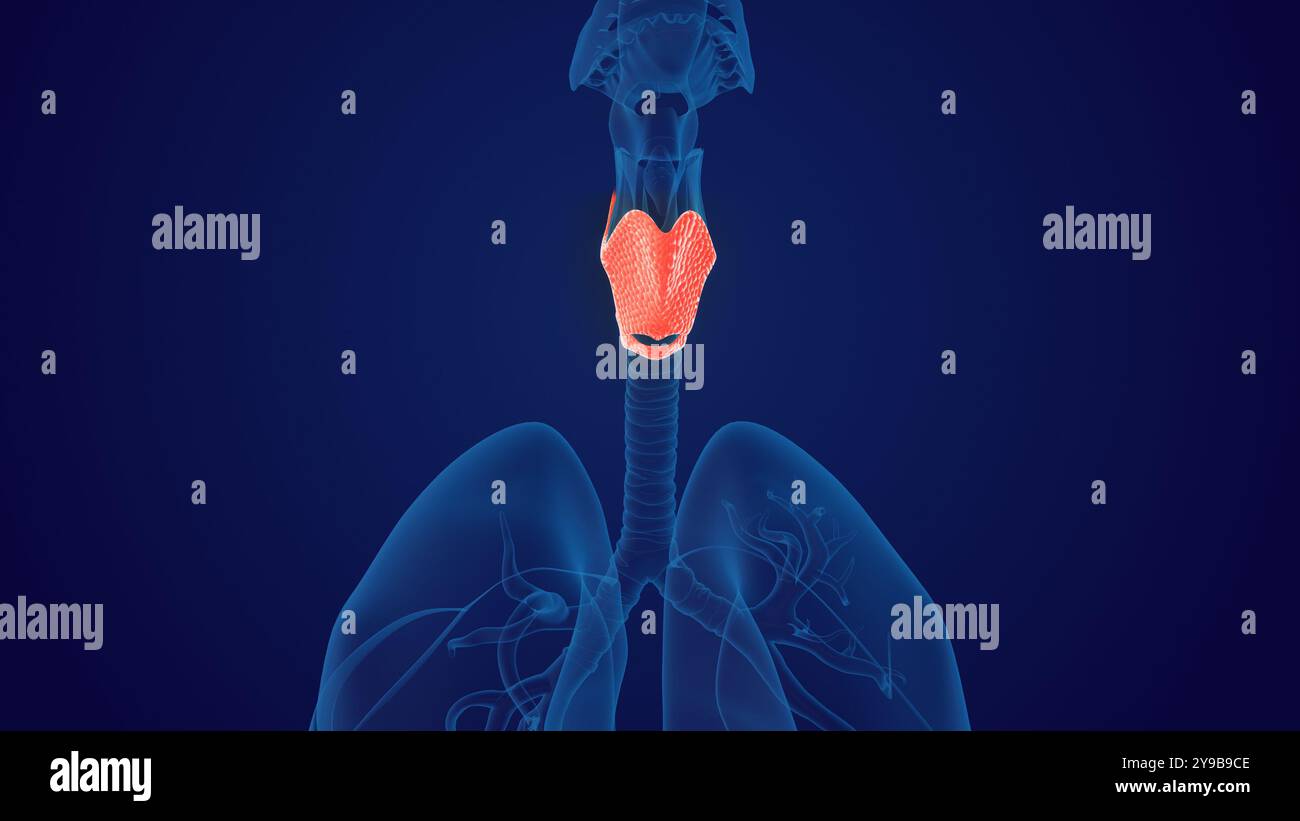 Thyroid health education hi-res stock photography and images - Alamy