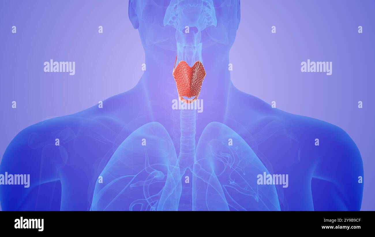 Human thyroid gland medical background Stock Photo - Alamy
