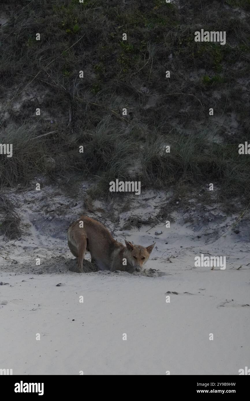 Coexisting with K'gari's wildlife: keep your fish scraps to yourself ...