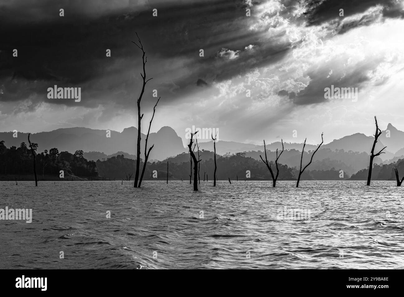 Apocalyptic died trees in the lake of Thailand in black and white Stock ...