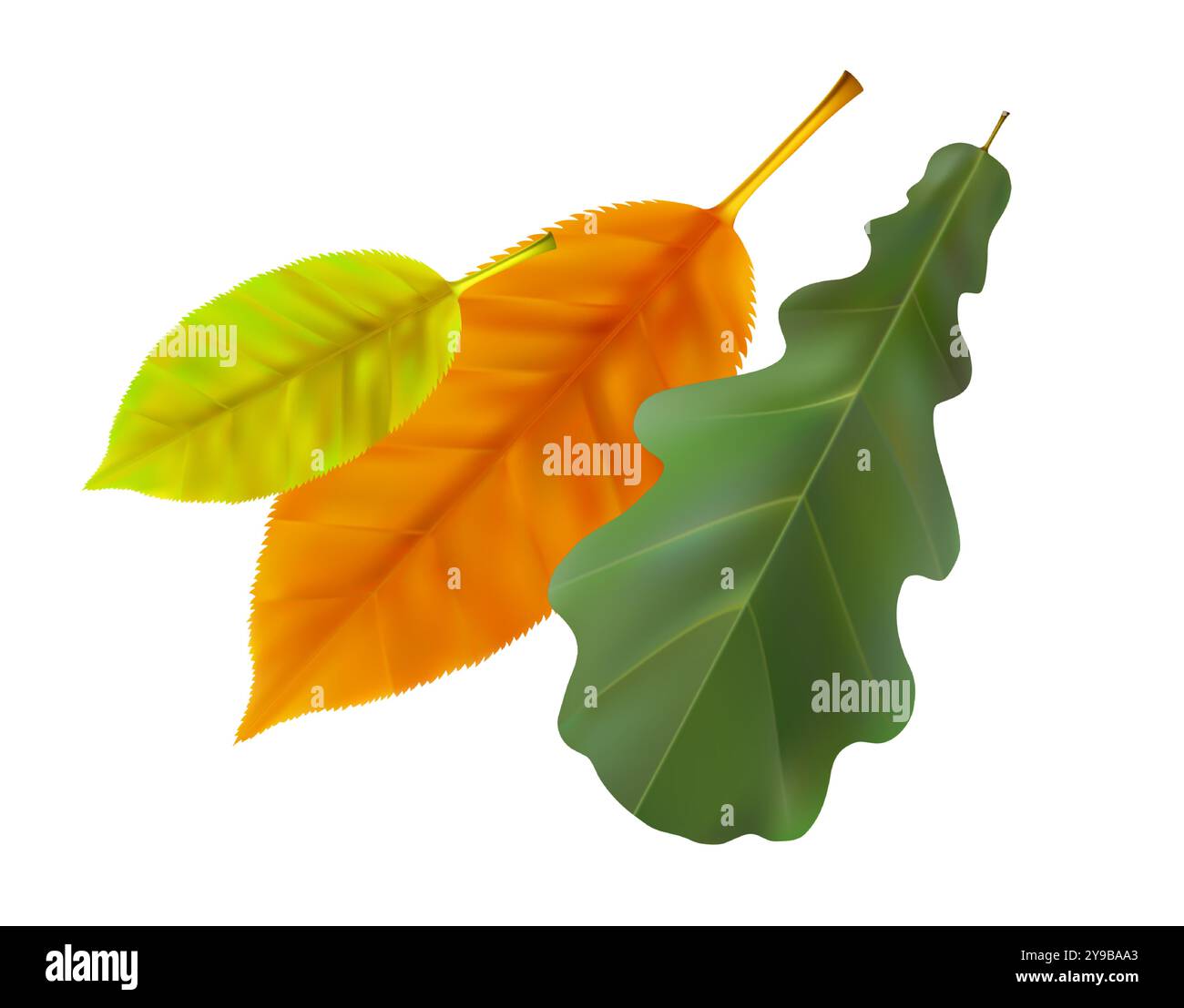 Composition of realistic autumn leaves. Yellow, green, orange leaves ...