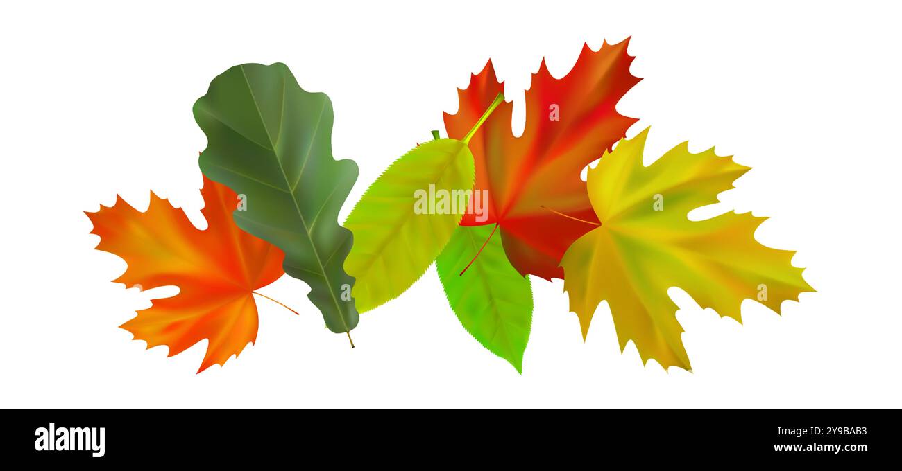 Composition of vibrant realistic autumn leaves. Yellow, green, orange ...