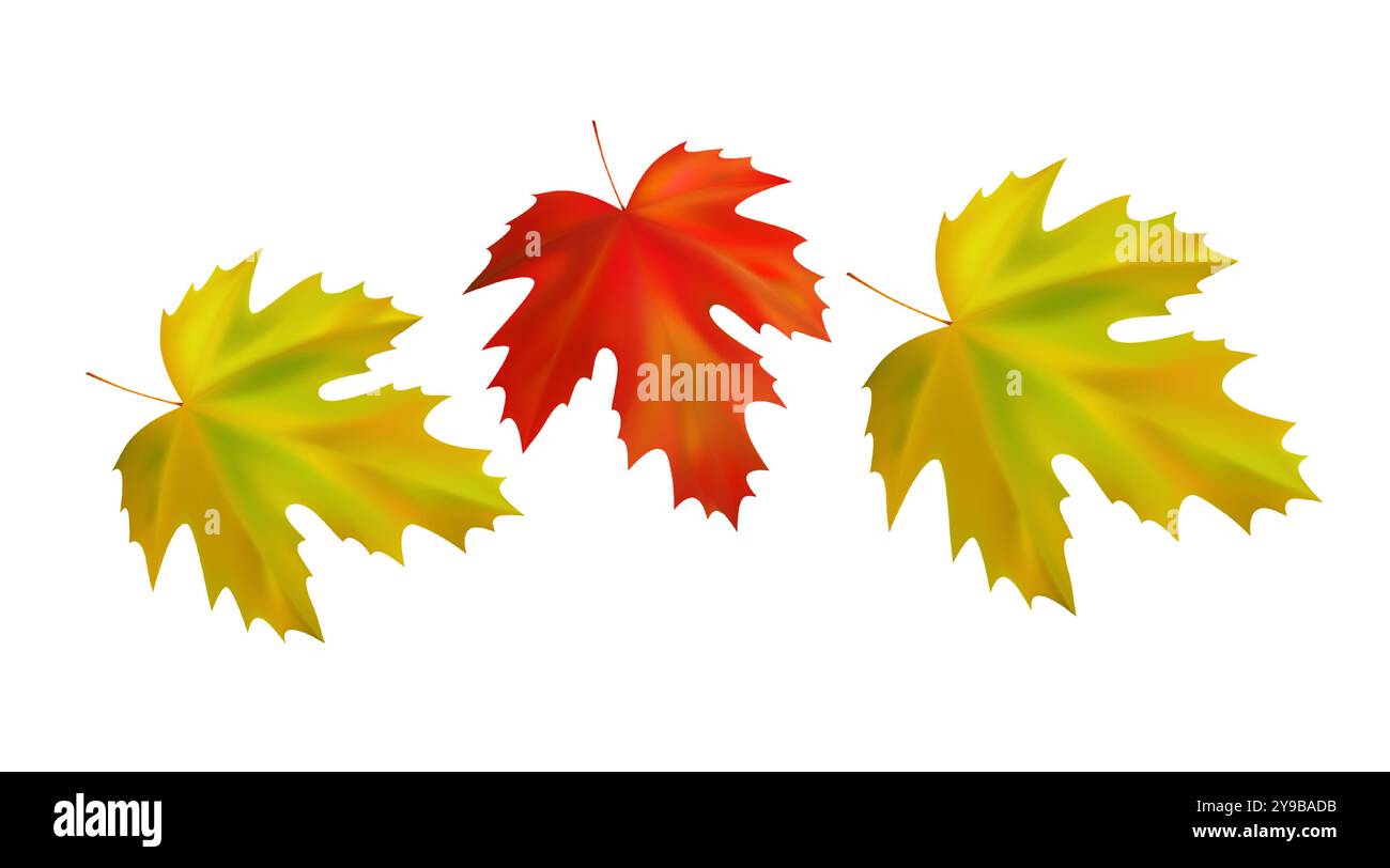 Border of realistic maple autumn leaves. Orange, yellow, red maple fall ...