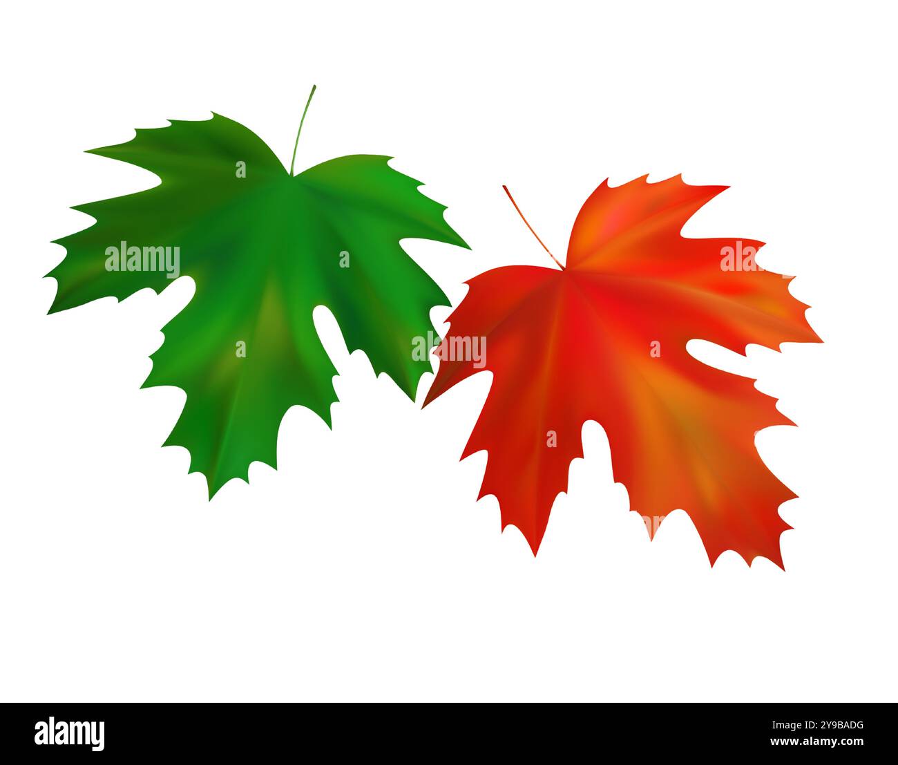 Vibrant orange and green realistic maple leaves. Autumn flying maple ...