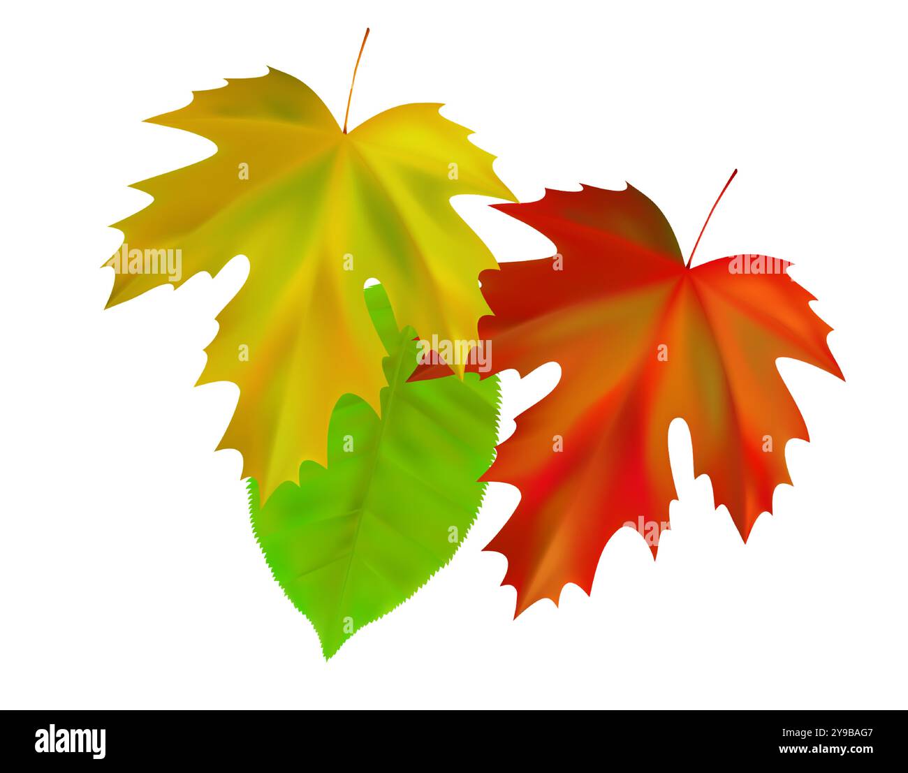 Composition of realistic vibrant autumn leaves. Yellow, green, red ...